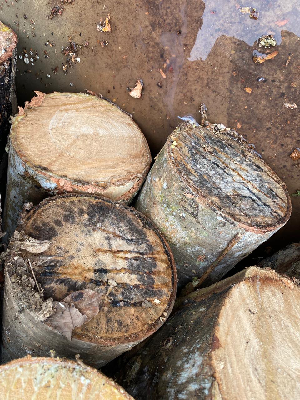 Produk Reject | PT Cipta Mandala Lumber Nusantara