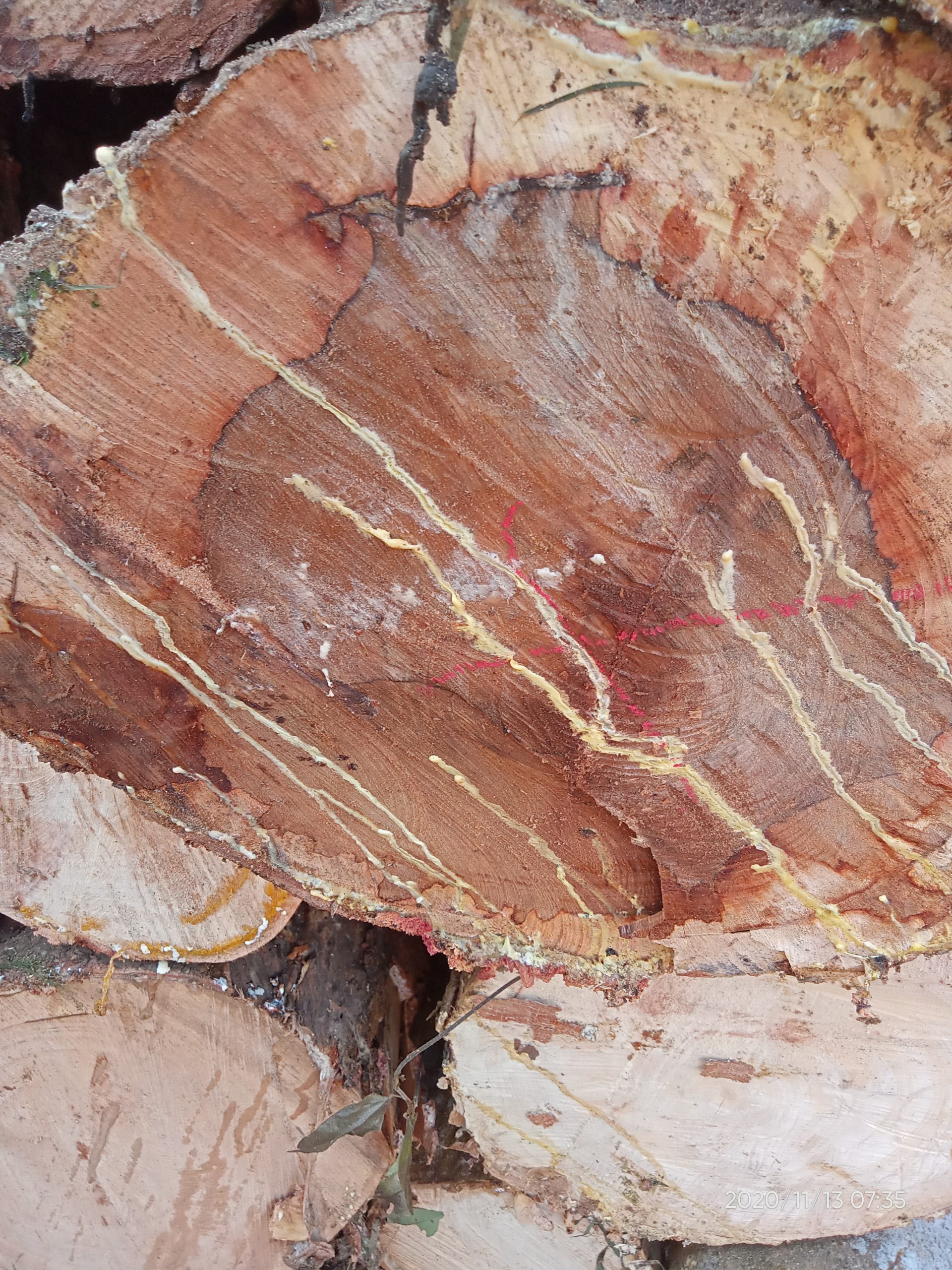 Produk Reject | PT Cipta Mandala Lumber Nusantara