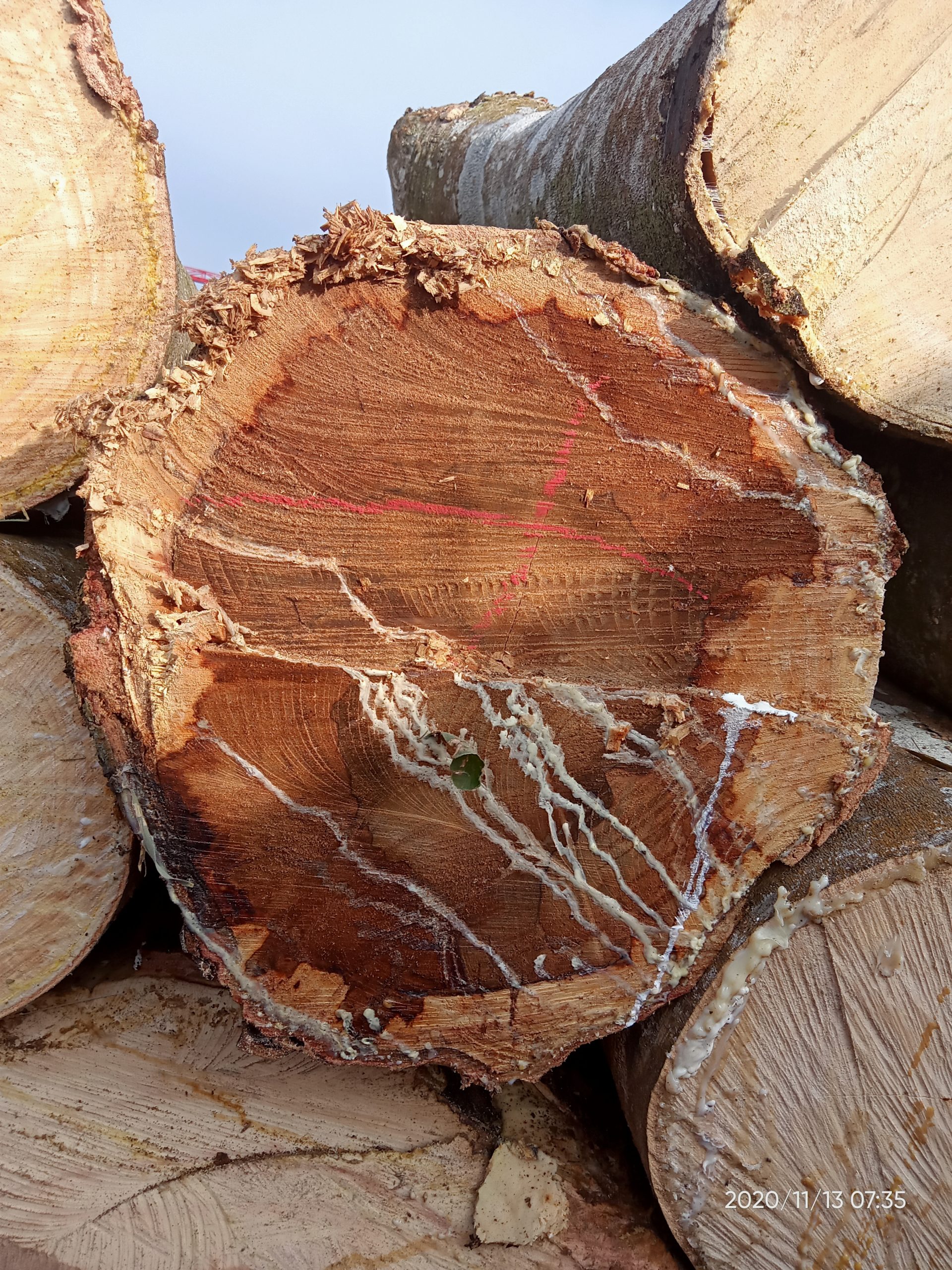 Produk Reject | PT Cipta Mandala Lumber Nusantara