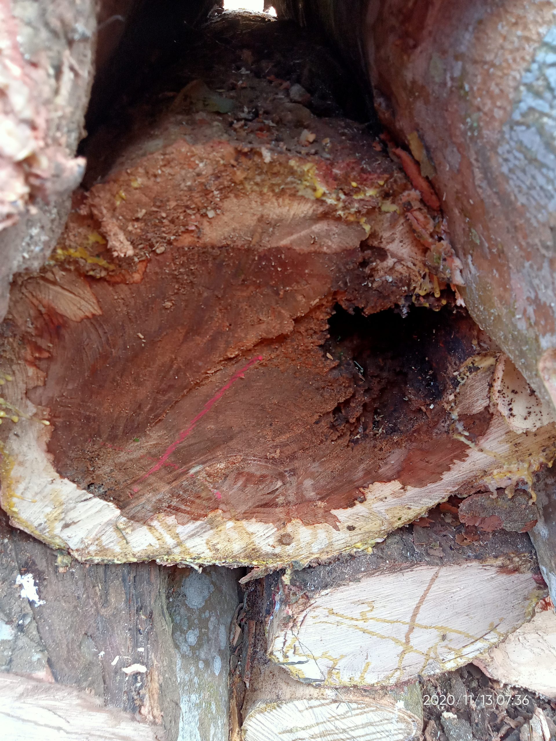 Produk Reject | PT Cipta Mandala Lumber Nusantara